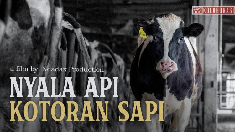 NYALA API KOTORAN SAPI: Produksi Biogas oleh Warga Cangkringan, Sleman ...